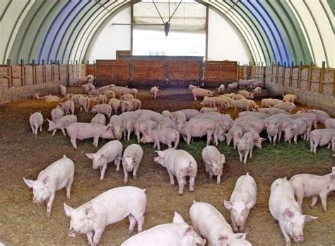 Свинарники из тентовых ангаров | Pig farming, Pig, Farming business