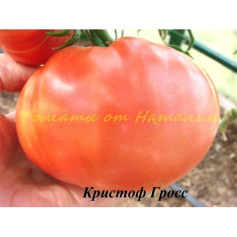 Кристоф Гросс