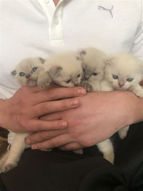 Кошенята,котята британці скоттиш-фолд(висловухі): 2 700 грн. - Коти ...
