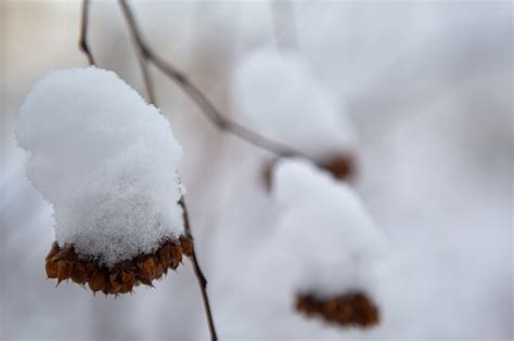 Веточка в снегу. Снег на веточке. Фото