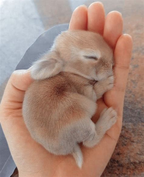 Little bunny – Artofit