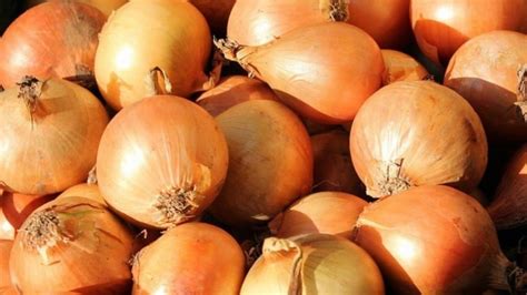 Цены на лук в России продолжают стремительно снижаться • EastFruit