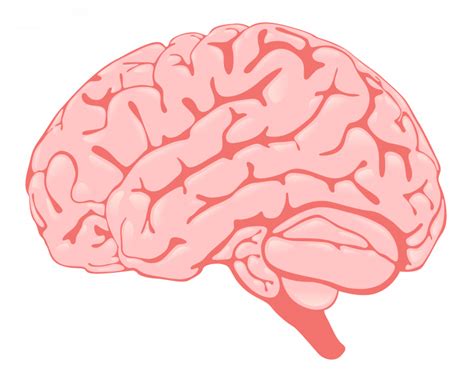 Мозг - в png (пнг) без фона