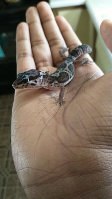 Does anyone know the morph : r/leopardgeckos