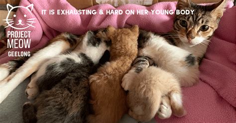 Kitten Club | Project Meow