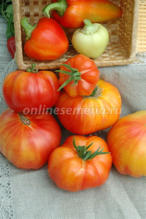 Томат Медовый салют (Вкуснотека) из каталога СПЕЦИАЛЬНЫЕ СЕРИИ СЕМЯН ...