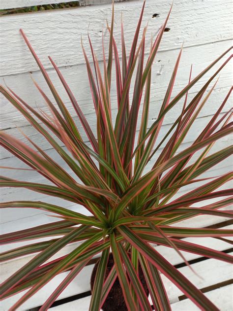 ДРАЦЕНА КОЛОРАМА / DRACAENA COLORAMA | ДАНИЕЛ ЕЛ ДИ