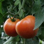 Финиш - 5 шт - Tomato64