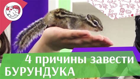 4 причины завести бурундука - YouTube