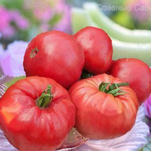 Томат Минусинские шары - Купить коллекционные семена!