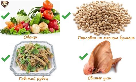 Гипоаллергенный корм для французского бульдога: 6 лучших кормов для ...