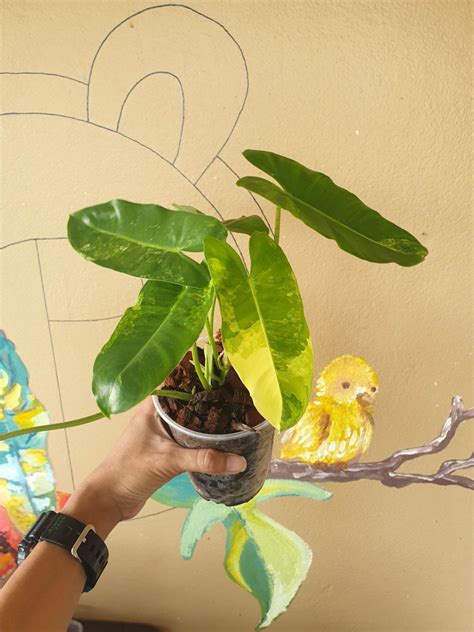 Philodendron Burle Marx หรือ เบอร์มาร์ค