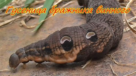 Гусеница бражника винного - YouTube