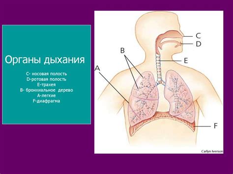 Дыхательная система - презентация онлайн