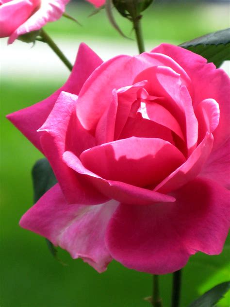 deep pink rose | Flowers, Rose, Pink rose
