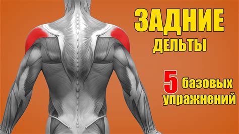 ЗАДНИЕ ДЕЛЬТЫ. 5 БАЗОВЫХ УПРАЖНЕНИЙ + ОШИБКИ УБИВАЮЩИЕ ПРОГРЕСС! - YouTube