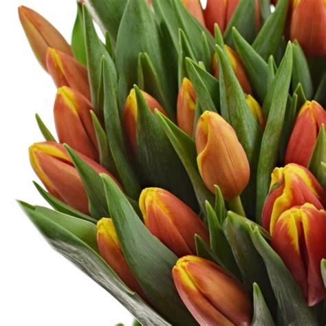 Tulipán EN DENMARK 38cm/30g