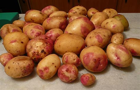 Купить семена Картофель Potato King Edward в Москве: доставка семян по ...