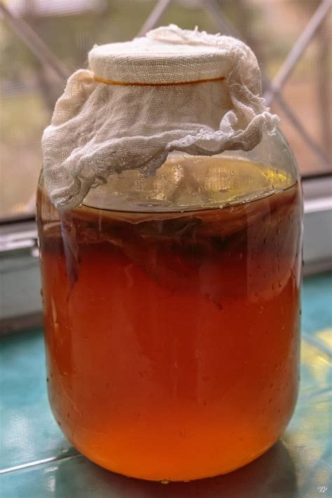 Jak by měla vypadat zdravá kombucha?