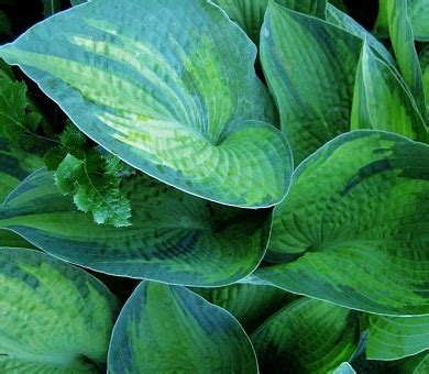 Hosta BLUE SHADOWS | Хоста Блю Шедоус фото и описание | САДОВАЯ ПАЛИТРА