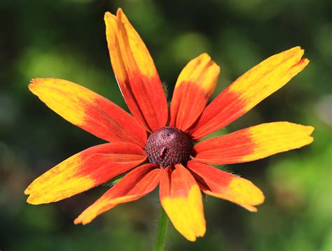 Rudbeckia hirta - Изображение особи - Плантариум