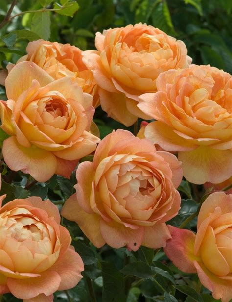 Роза английская `Леди оф Шалот`, Rosa (S) `Lady of Shalott` ® | Купить ...