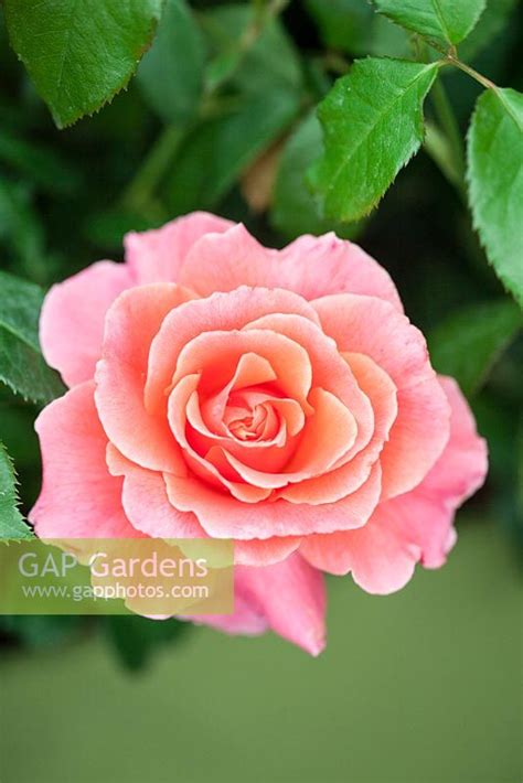 Rosa 'I am Macmillan... stock photo by Jenny Lilly, Image: 0556751