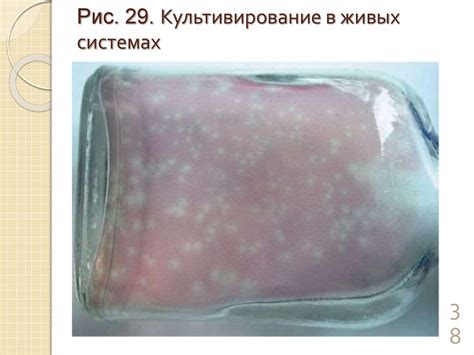 Инфекционные болезни собак - презентация онлайн