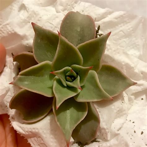 Echeveria Madiba, Echeveria 'Madiba' - uploaded by @Yollymac