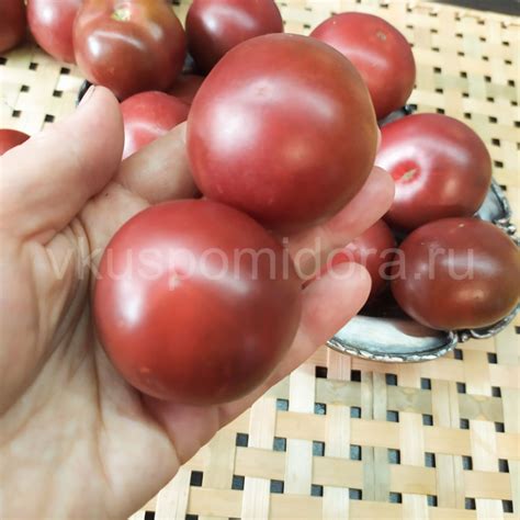 Купить семена томата сорт Гном Бархатная ночь