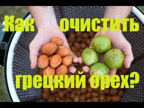 Секретный способ очистки ореха от зеленой кожуры!!! - YouTube