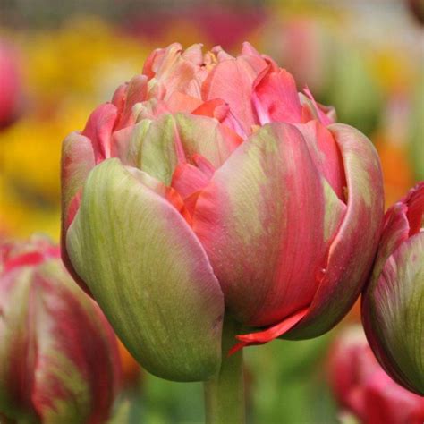 Tulipa 'Renown Unique' - buy plants at Coolplants