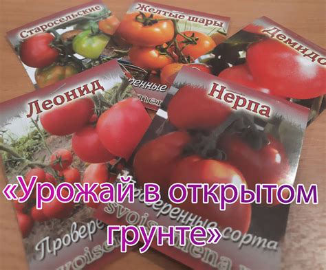 «Урожай в открытом грунте» 5 замечательных сортов томатов | Огород ...
