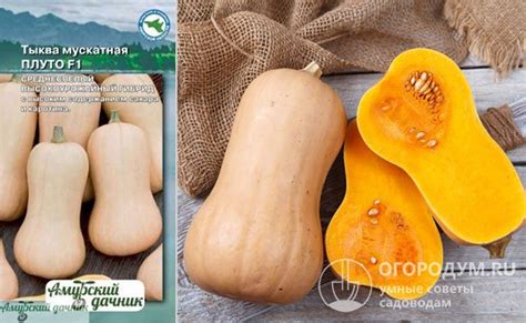 Тыква баттернат: виды, характеристика, фото, морозостойкость, отзывы