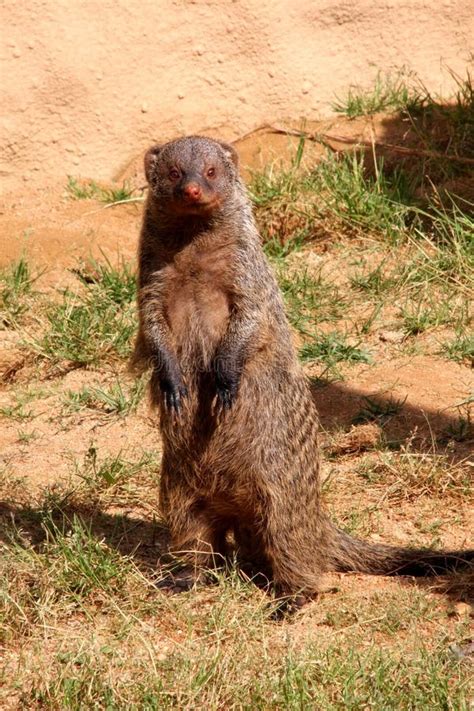 Mungos Mungo, Gebündene Mongolen, Sind Sehr Zarten Tiere Stockfoto ...