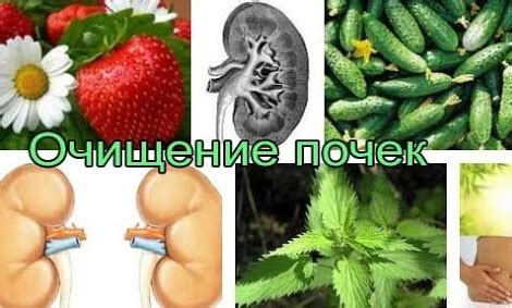 Песок в почках: симптомы и лечение, как вывести песок из почек