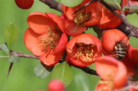 Chaenomeles japonica - Изображение особи - Плантариум