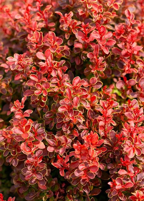 Berberis Thunbergii Orange Rocket Japanese Barberry Hardy Shrub Stock ...