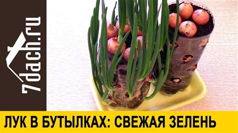 🌿 Лук в бутылках: выращиваем свежую зелень на подоконнике - 7 дач - YouTube