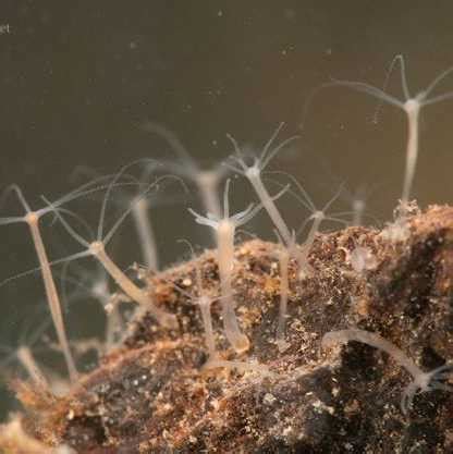 Low cost methods for Hydra care