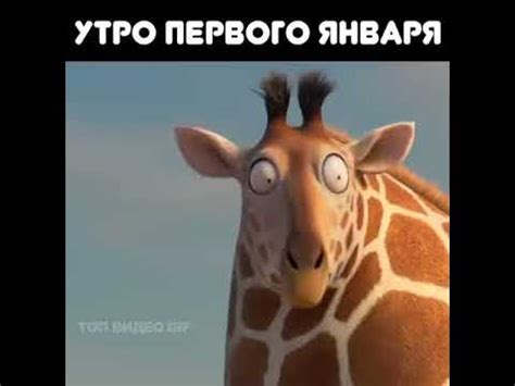 Как потолстела зебра - YouTube