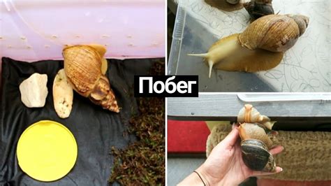 УБОРКА У УЛИТОК🐌ТОВАРЫ ДЛЯ УЛИТОК🌿улитки устроили побег)) - YouTube