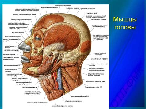 Мышцы головы - online presentation