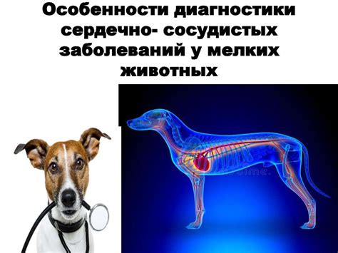 Особенности диагностики сердечно-сосудистых заболеваний у мелких ...