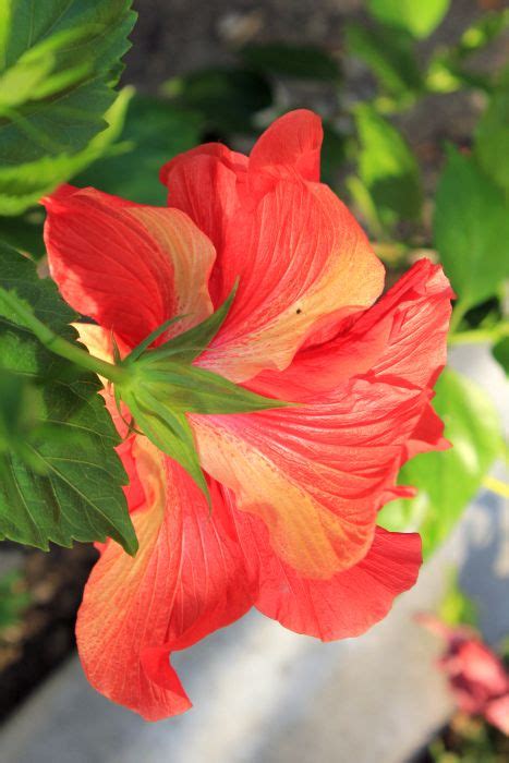Hibiscus - Karin Kohlmeier Fine Art