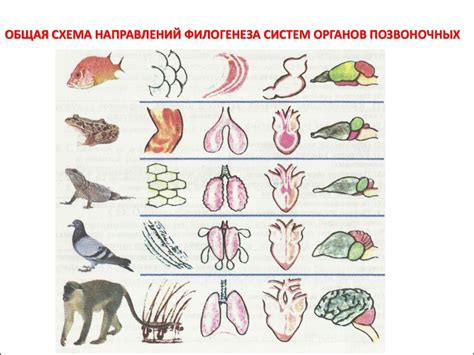 Филогенез. Эволюционные преобразования - презентация онлайн
