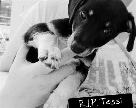 Tessi † - Tierschutzverein Hands4Animals e.V.