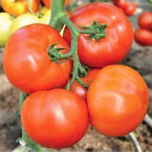 Купить семена Томата Флорида 47 F1 Цена, фото, описание, отзывы ...