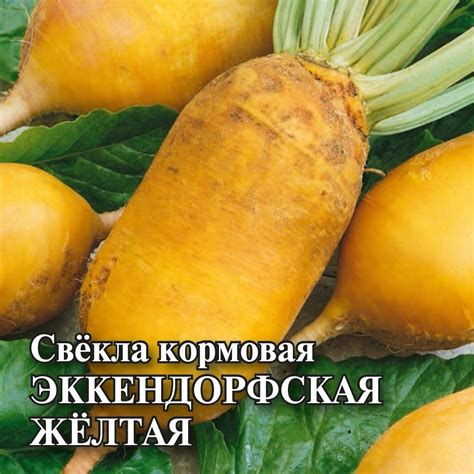 Семена Свекла кормовая Эккендорфская, желтая, 1,0кг, Гавриш, Фермерское ...