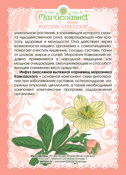 Масло морозника (инфуз) купить / Инфузы, мацераты / фитомагазин Мариславна